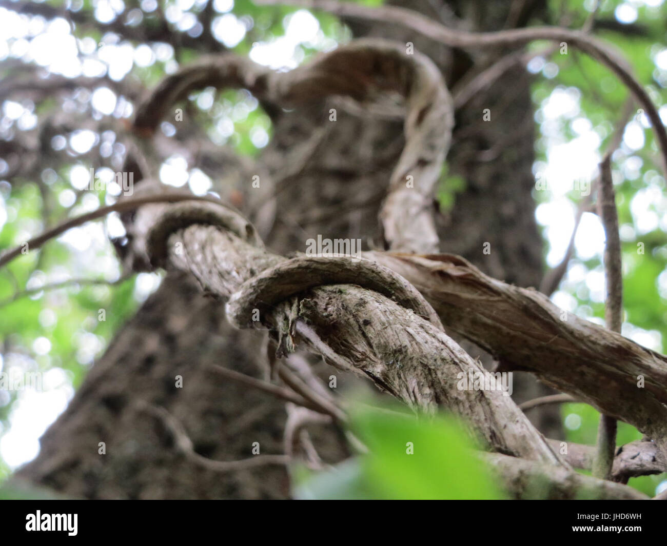 Invasive climber [climbing plant] hi-res stock photography and images ...