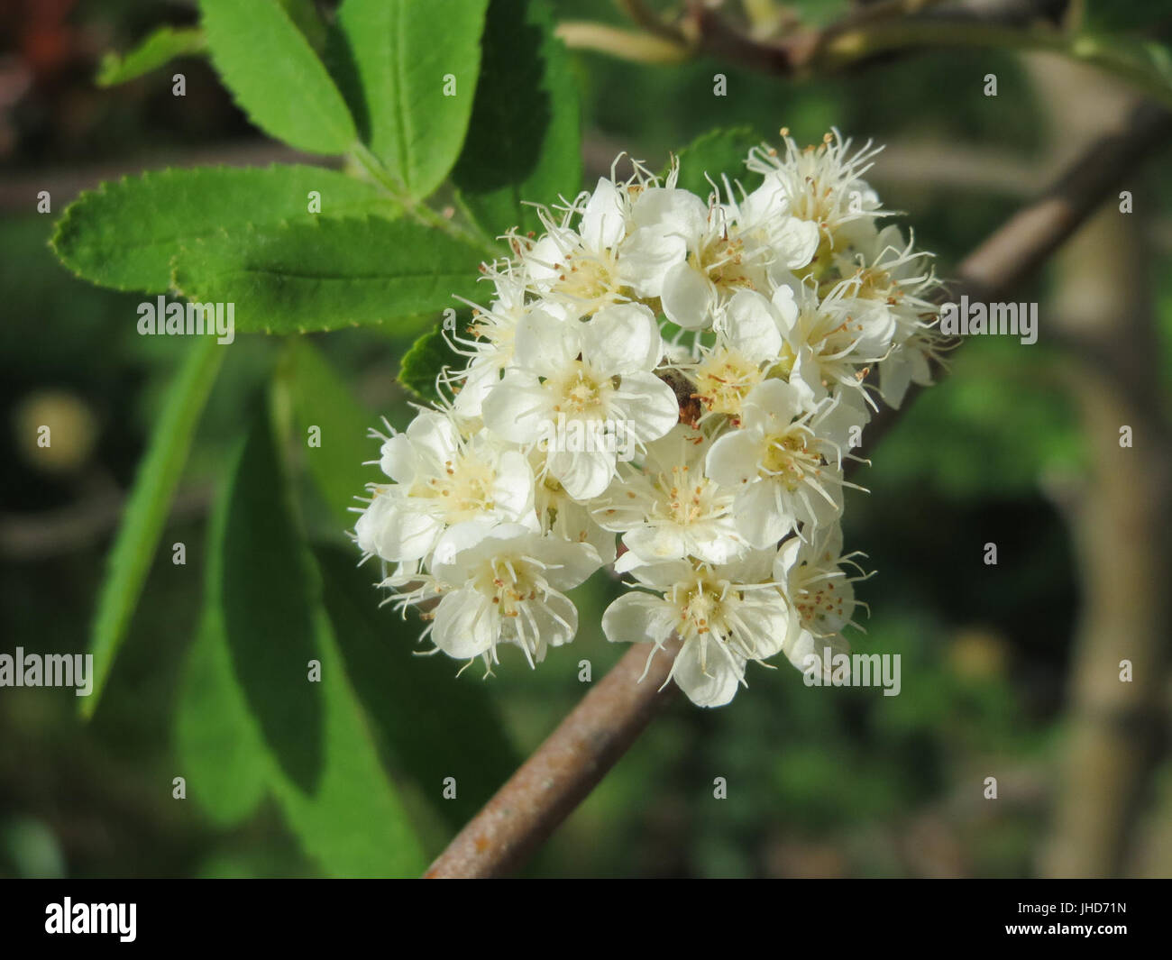 Rowan berries known mountain hi-res stock photography and images - Alamy