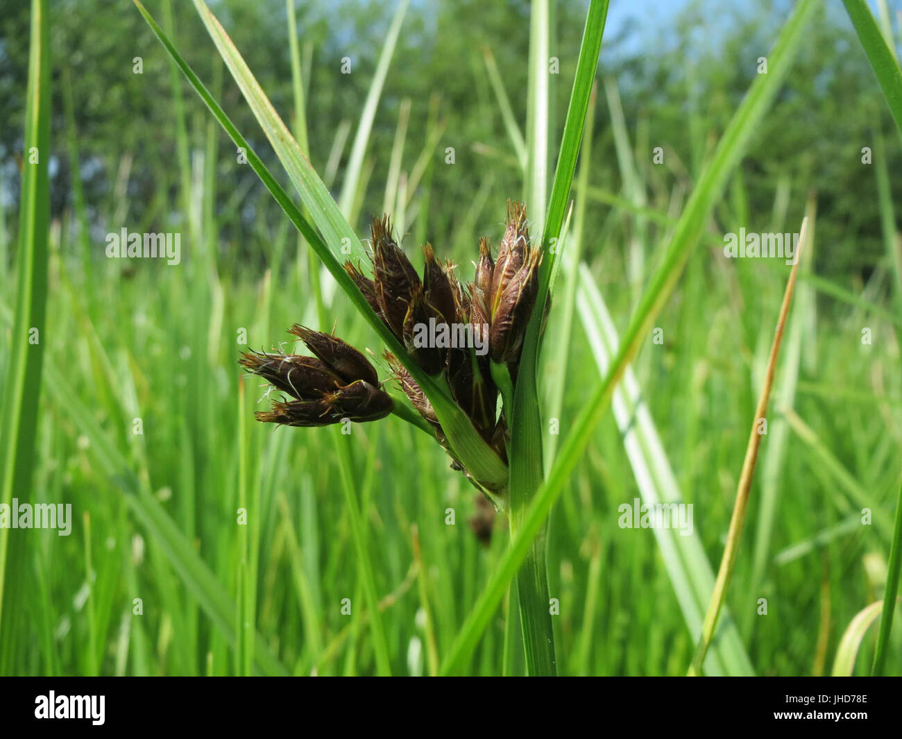 Wetland degradation hi-res stock photography and images - Alamy