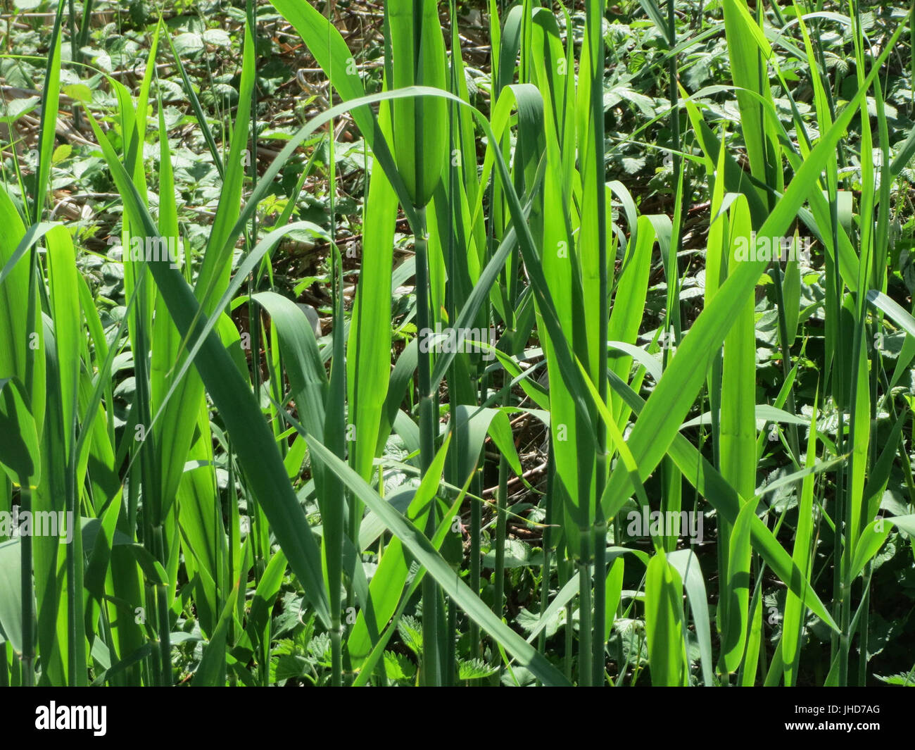 Common reed invasive plant species hi-res stock photography and images ...
