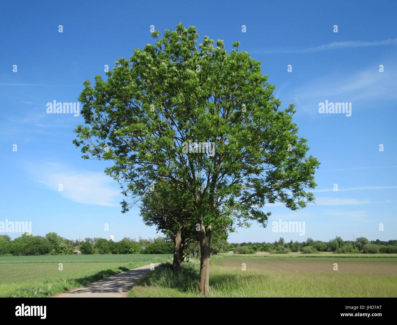 Species fraxinus excelsior hi-res stock photography and images - Alamy