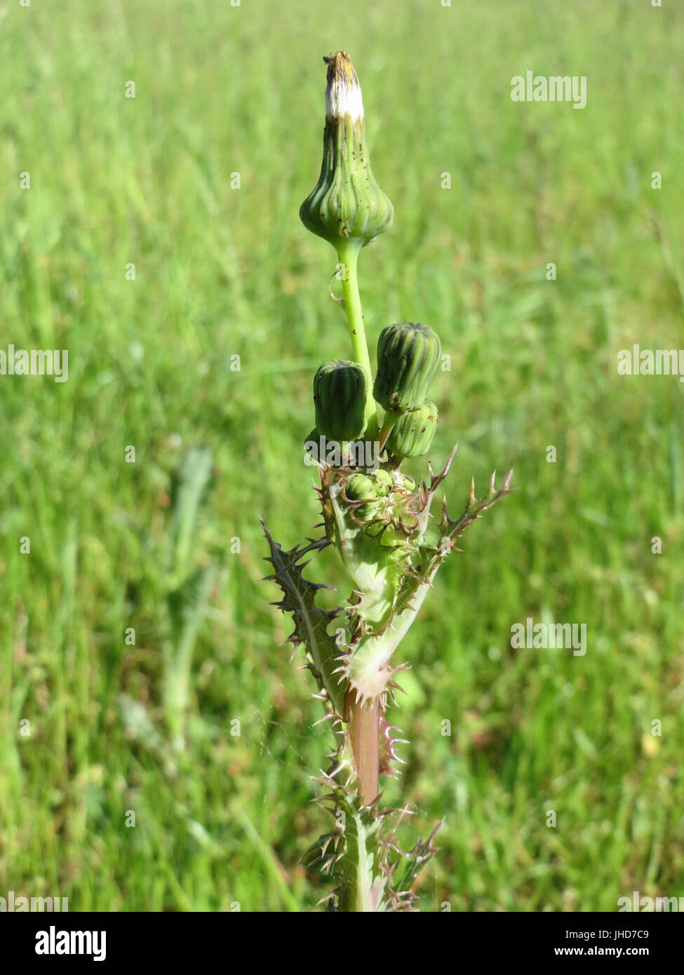 Asper family hi-res stock photography and images - Alamy