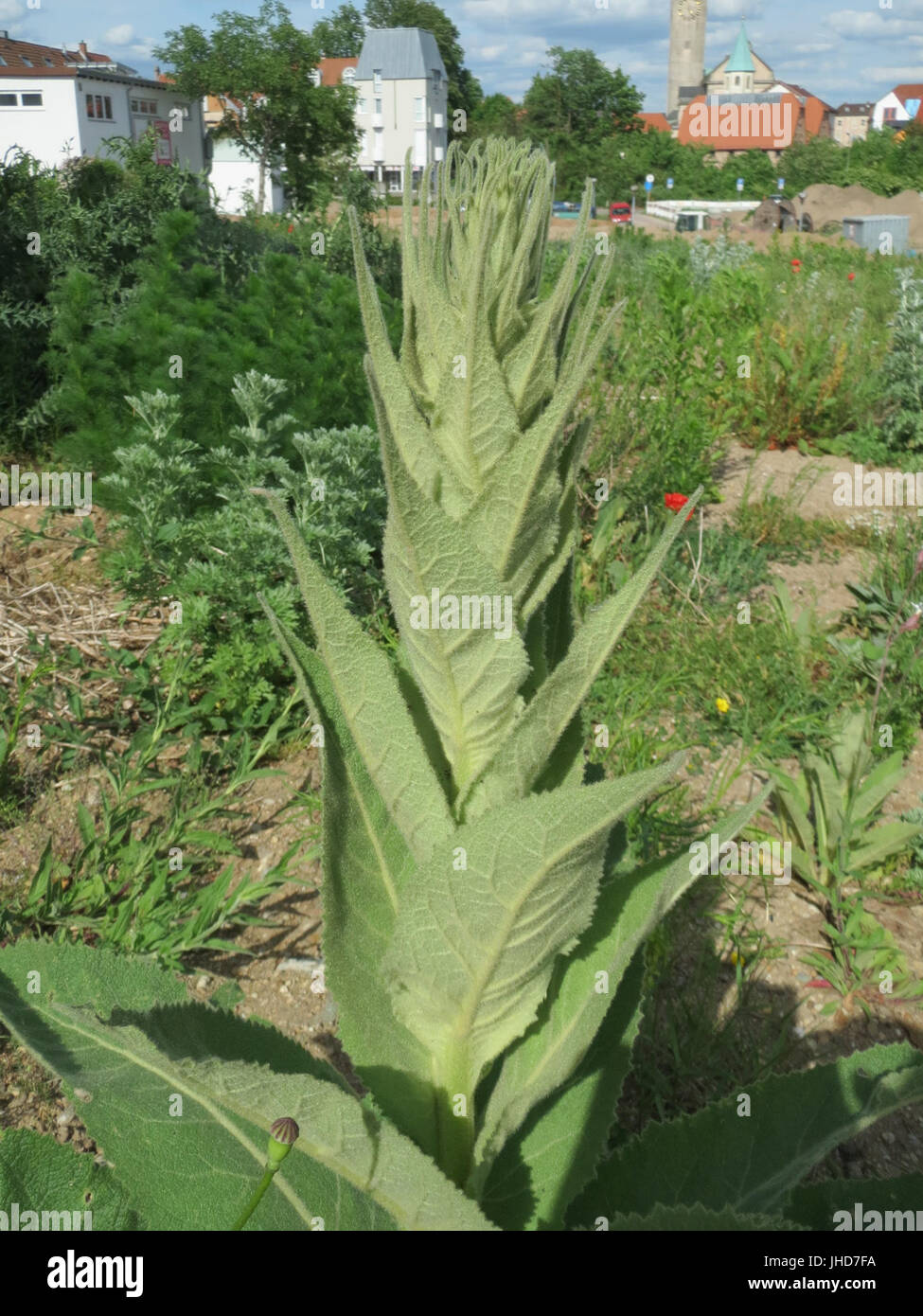 Thapsus plants hi-res stock photography and images - Alamy