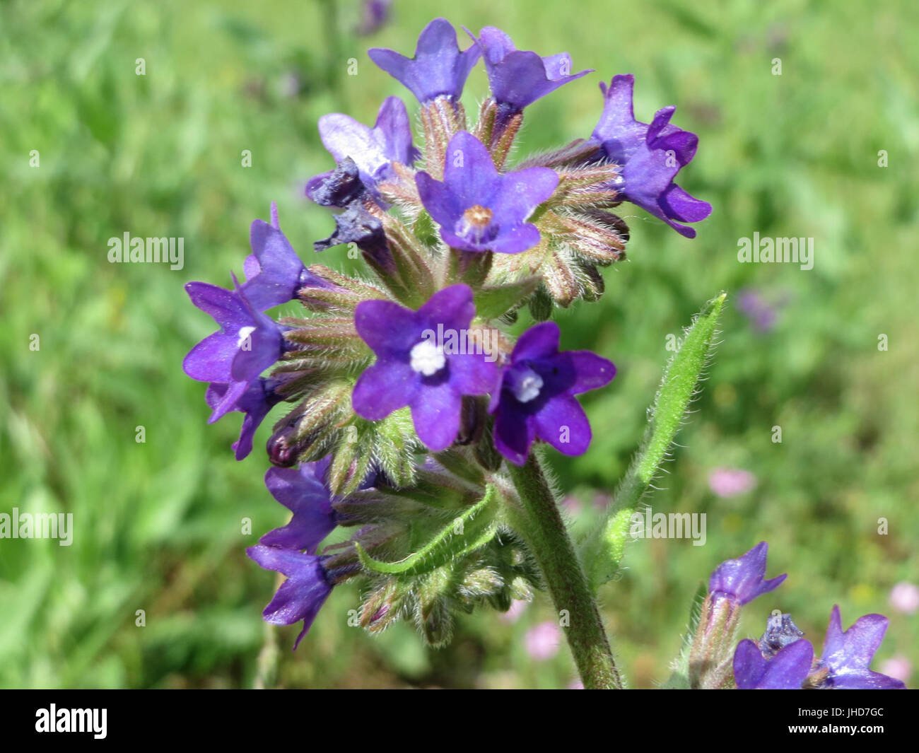 Anchusa officinalis illustration hi-res stock photography and images ...