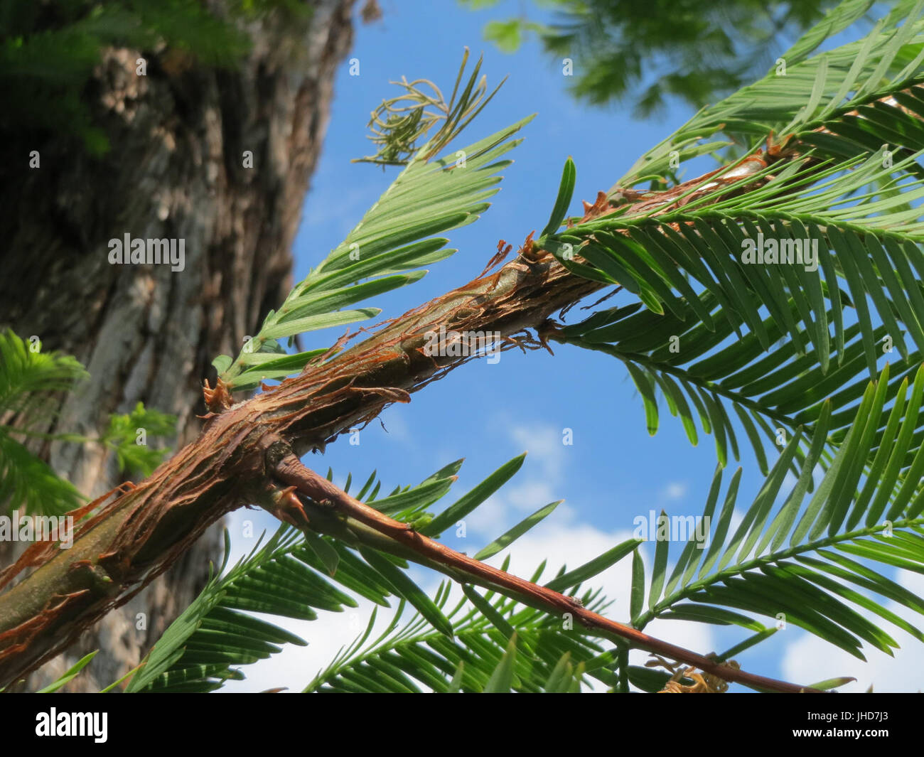 Extinct conifer trees hi-res stock photography and images - Alamy