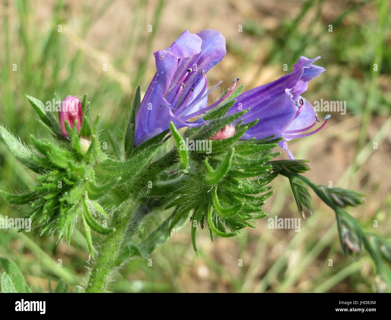 This title refers to the plant Echium vulgare, commonly known as viper ...