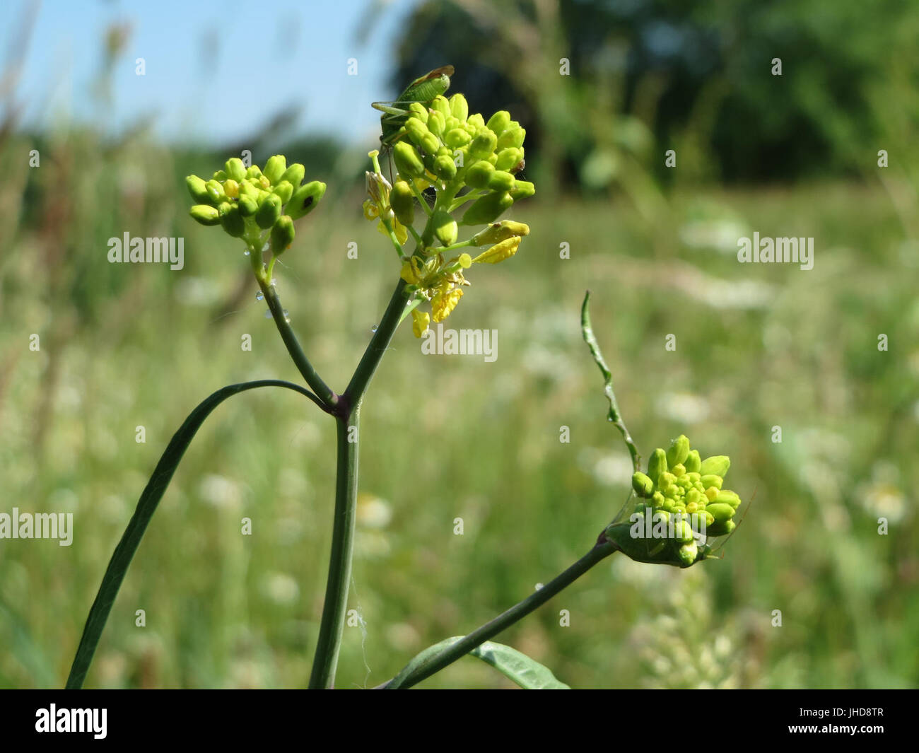 Rorippa sylvestris, commonly known as creeping yellowcress, is a ...