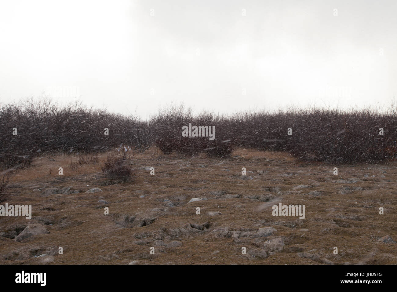 A blizzard on the tundra of Manitoba, Canada. The snowfall is sudden ...