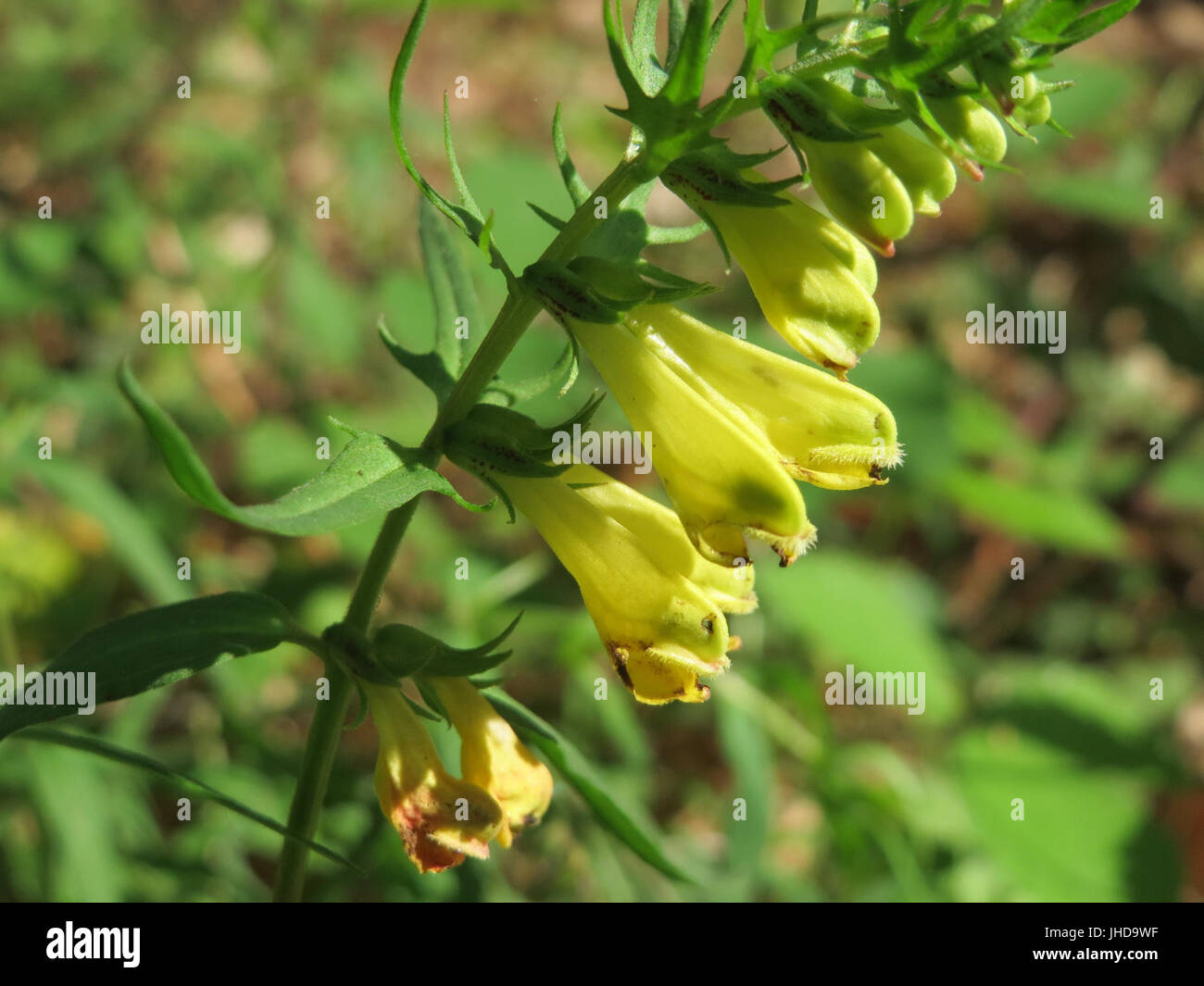 Plant species melampyrum pratense hi-res stock photography and images ...
