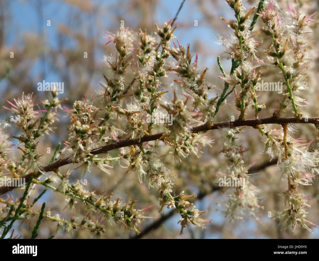 Plant tamarix gallica hi-res stock photography and images - Alamy