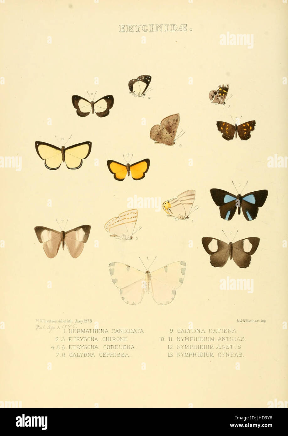 Illustrations of new species of exotic butterflies Hermathena &c Stock ...