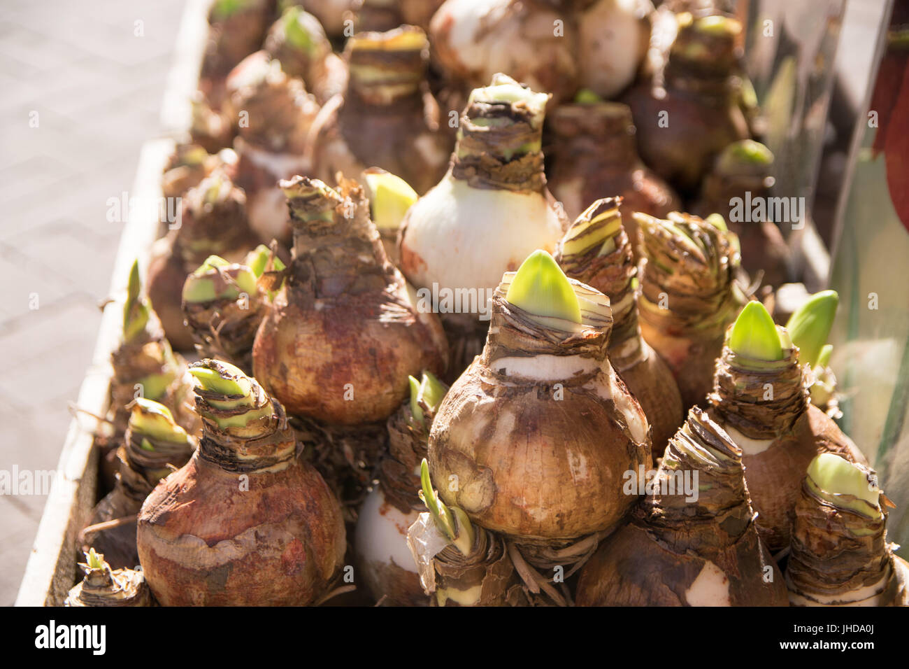Daffodil bulb roots soil hi-res stock photography and images - Alamy
