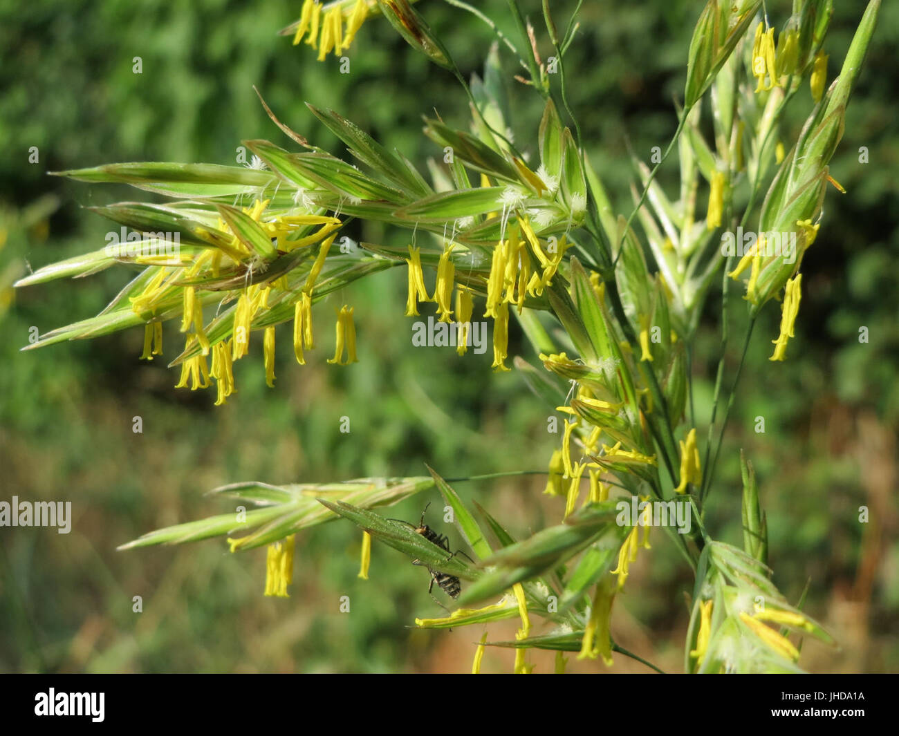Kentucky bluegrass fields hi-res stock photography and images - Alamy