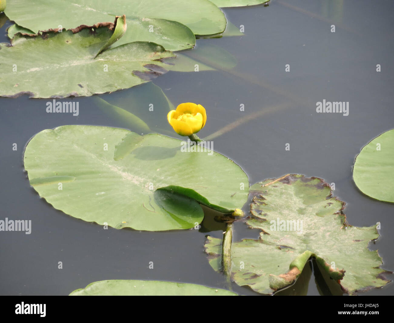 Plant species nuphar lutea hi-res stock photography and images - Alamy