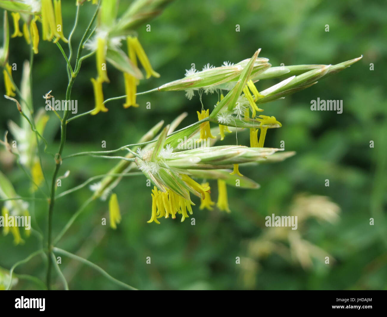 Kentucky bluegrass fields hi-res stock photography and images - Alamy
