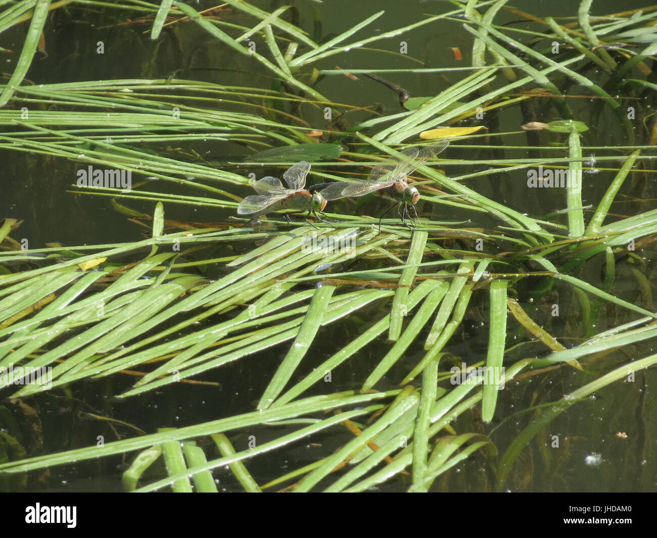 Floating bur reed hi-res stock photography and images - Alamy