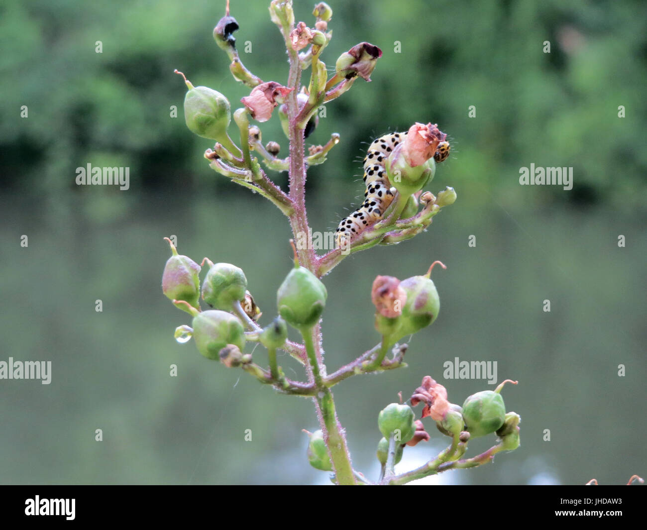Scrophularia nodosa, commonly known as the figwort, is a flowering ...