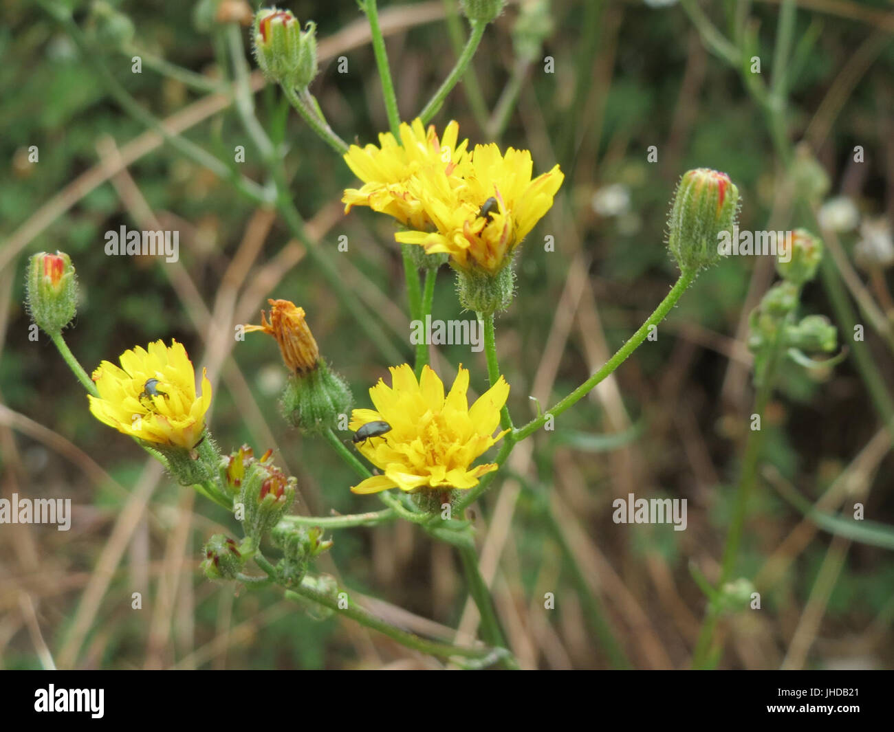 A photograph or botanical illustration of Lapsana communis, commonly ...