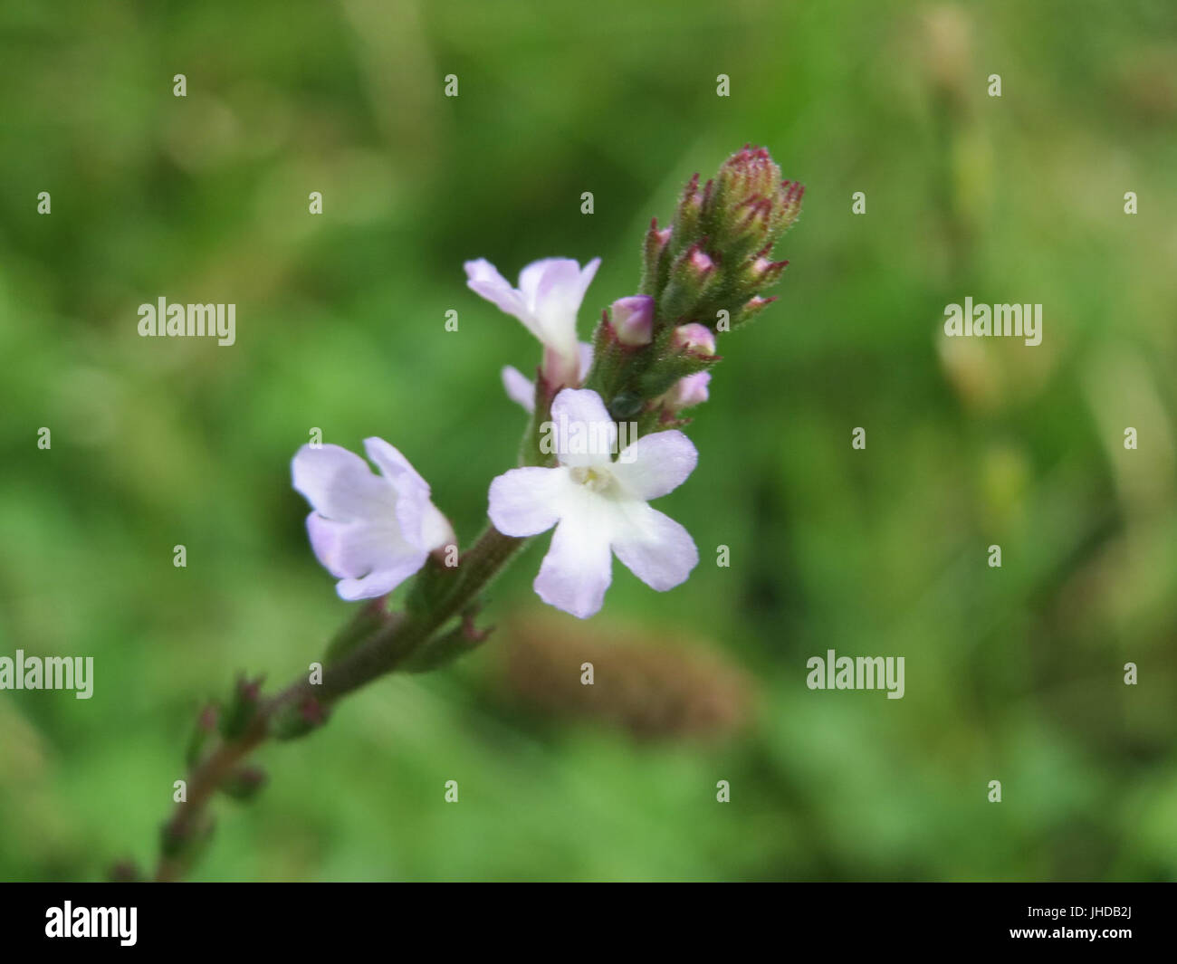 Verbena officinalis flower hi-res stock photography and images - Alamy