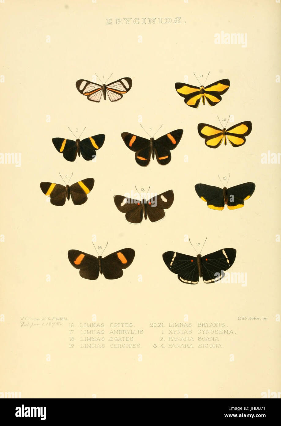 Illustrations of new species of exotic butterflies Limnas, Xynias ...