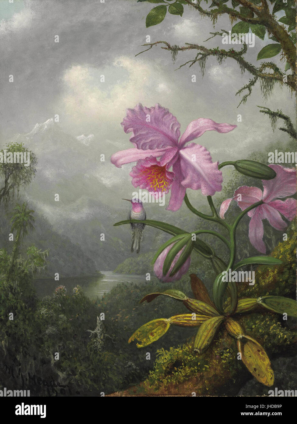 Martin Johnson Heade - Hummingbird Perched on the Orchid Plant Stock ...