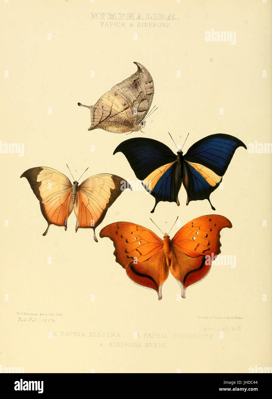 Illustrations of new species of exotic butterflies Paphia & Siderone ...