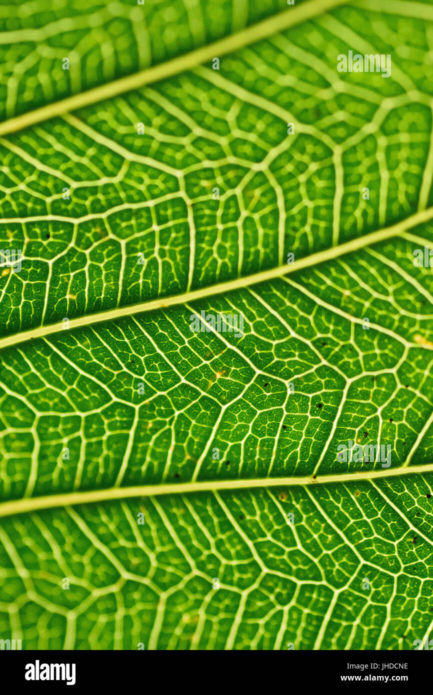 Macro details of green Peepal leaf veins in vertical frame Stock Photo ...