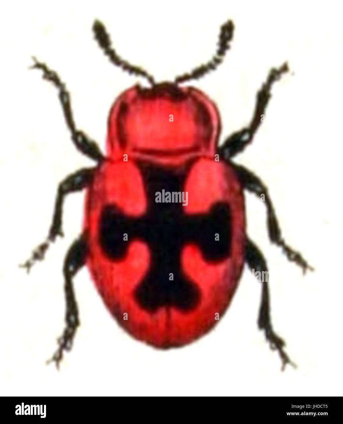 Mycetina hi-res stock photography and images - Alamy