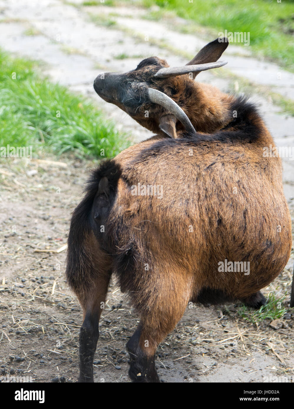 A young goat scratching at itself behind an ear a hoof Stock Photo - Alamy