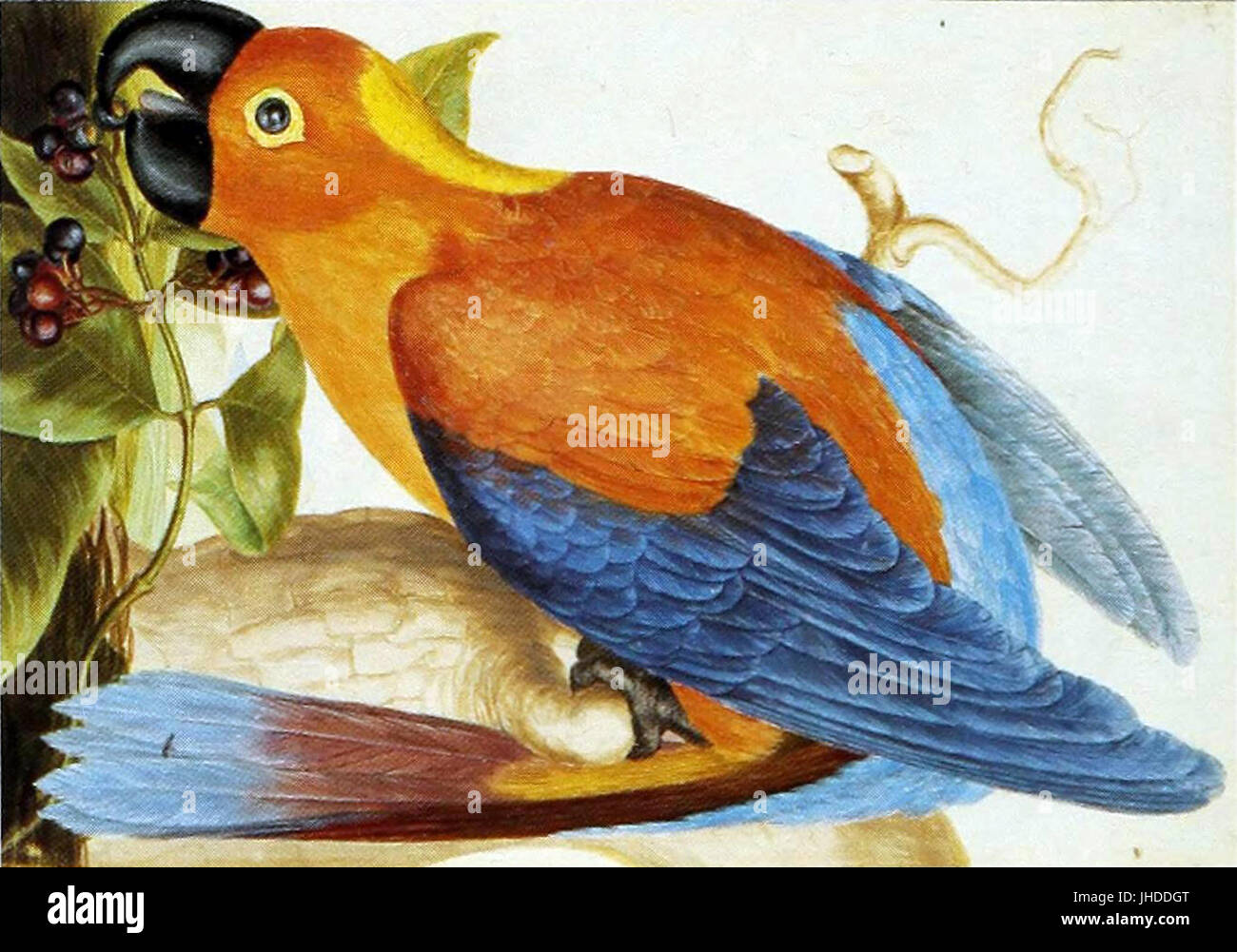 Endemic macaw hi-res stock photography and images - Alamy
