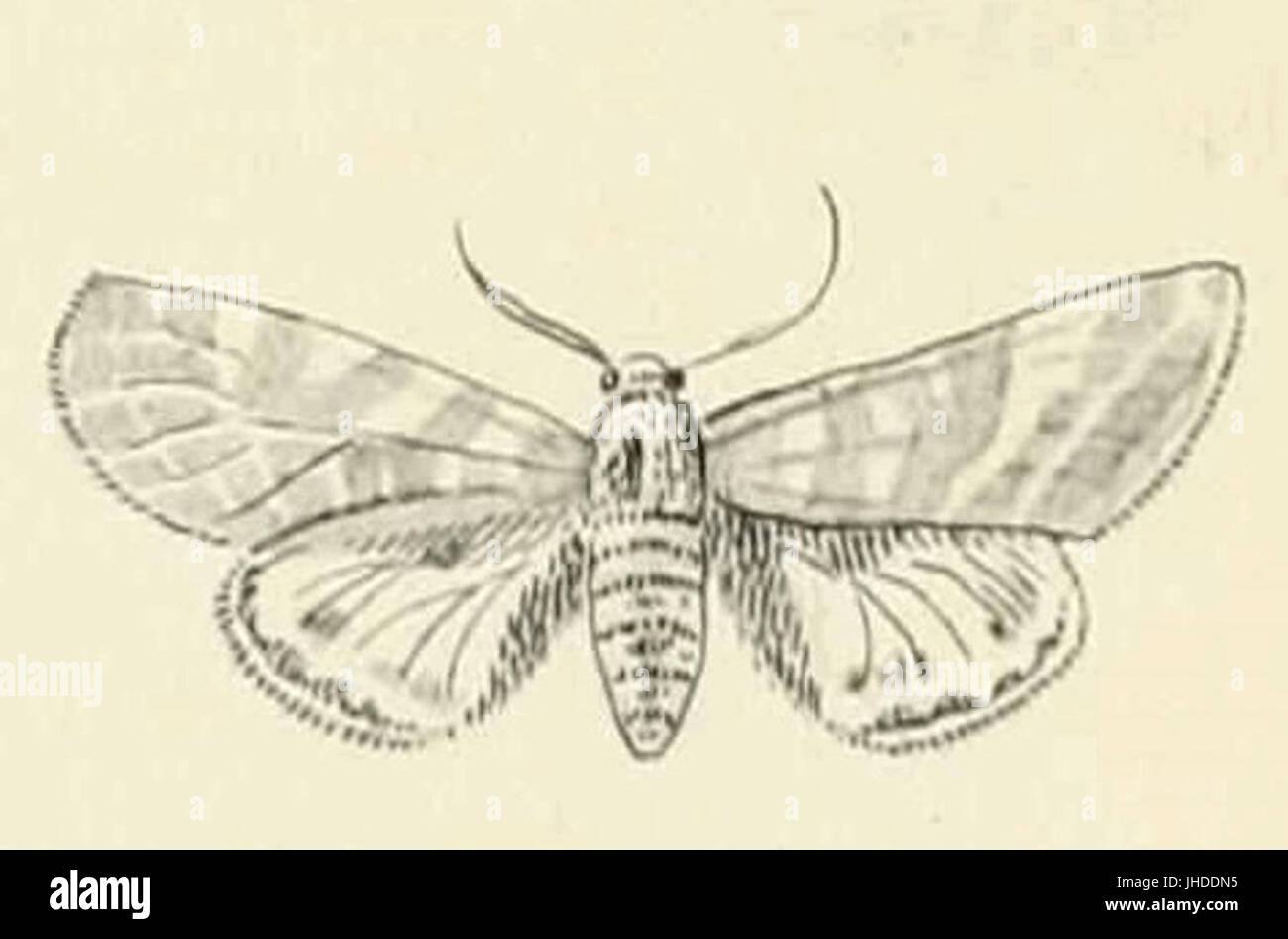 Species spectabilis taxonomy hi-res stock photography and images - Alamy