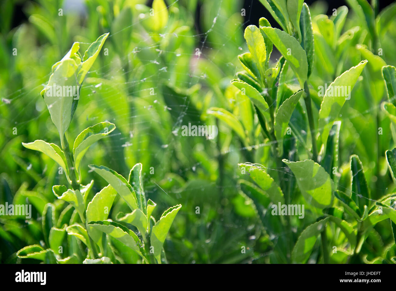 The spider web (cobweb) full of insects Stock Photo - Alamy