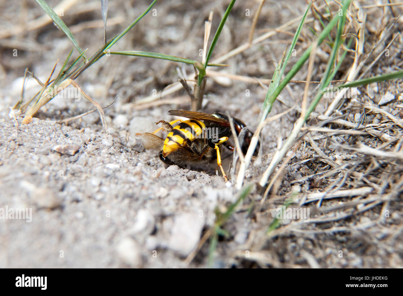 Beewolf Wasp Philanthus with paralysed honey bee being taken to the ...