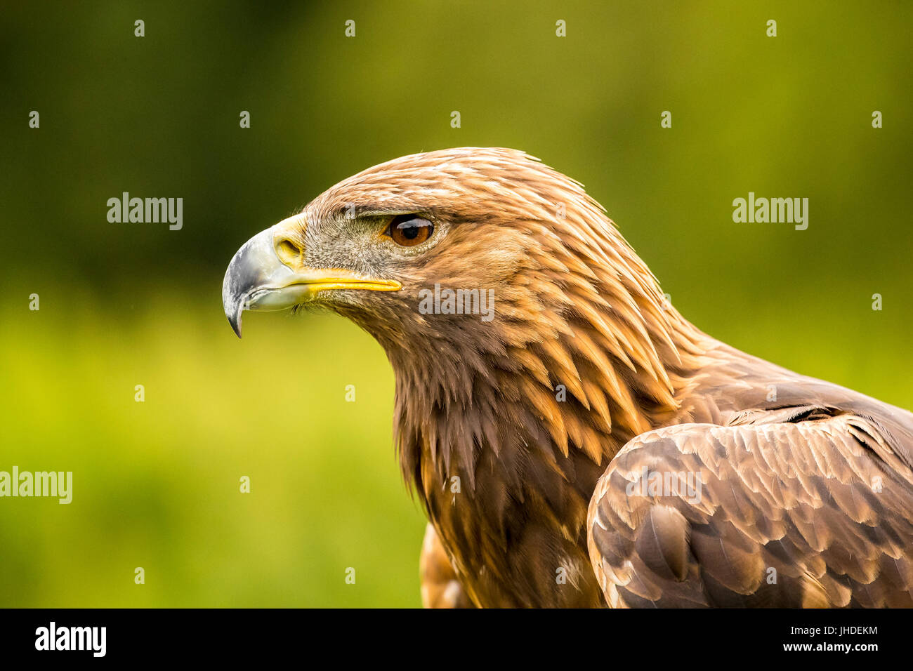 Profile photograph of Golden Eagle Stock Photo - Alamy