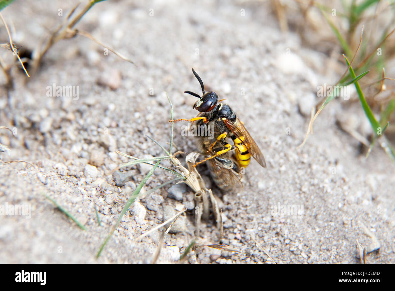 Beewolf Wasp Philanthus with paralysed honey bee being taken to the ...