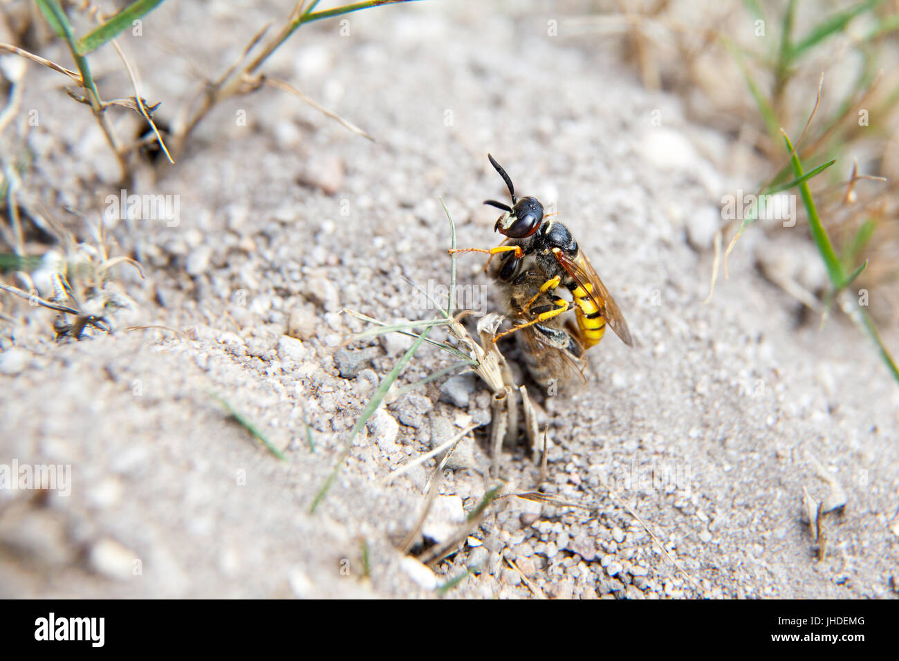Beewolf Wasp Philanthus with paralysed honey bee being taken to the ...