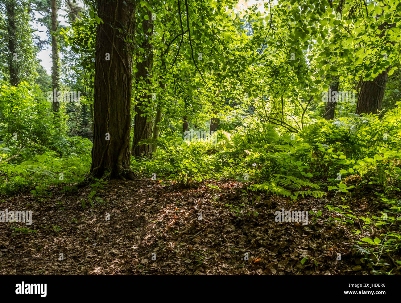 Broomhill Woods, Forest track near Forest Holidays, Coleford, Forest of ...