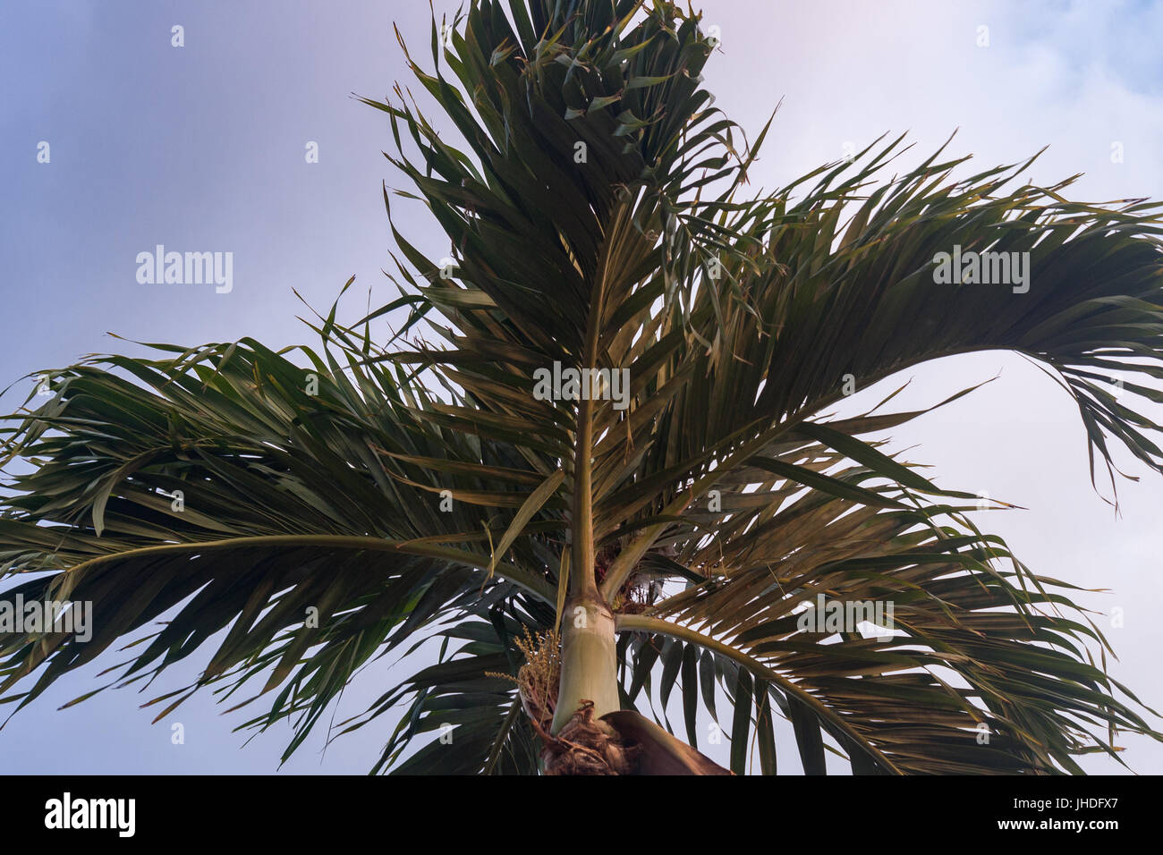 Top of a palm tree Stock Photo - Alamy