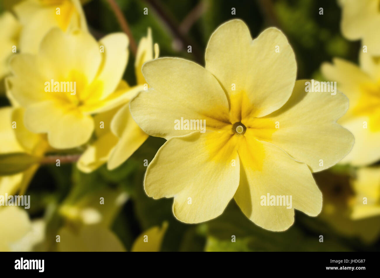 A yellow primrose flower in full focus with others receding into soft ...