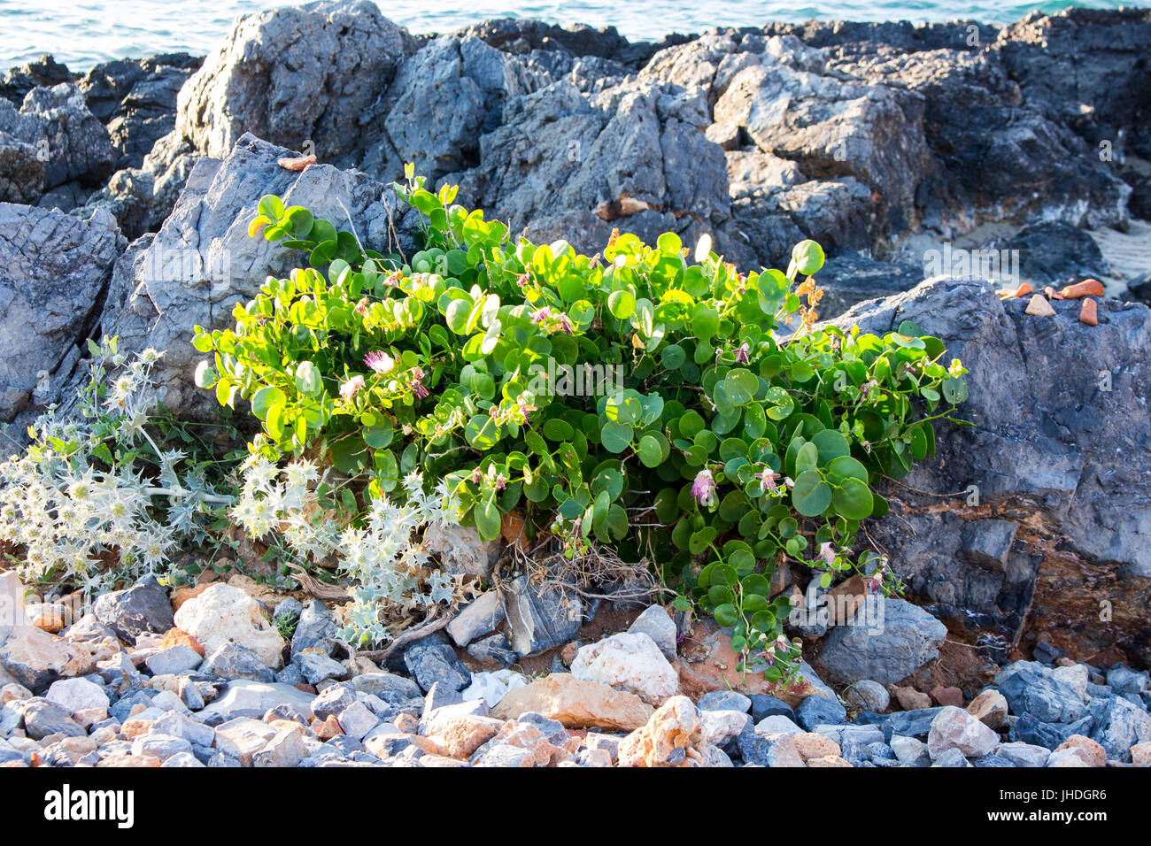 Caper Bush Stock Photos & Caper Bush Stock Images - Alamy