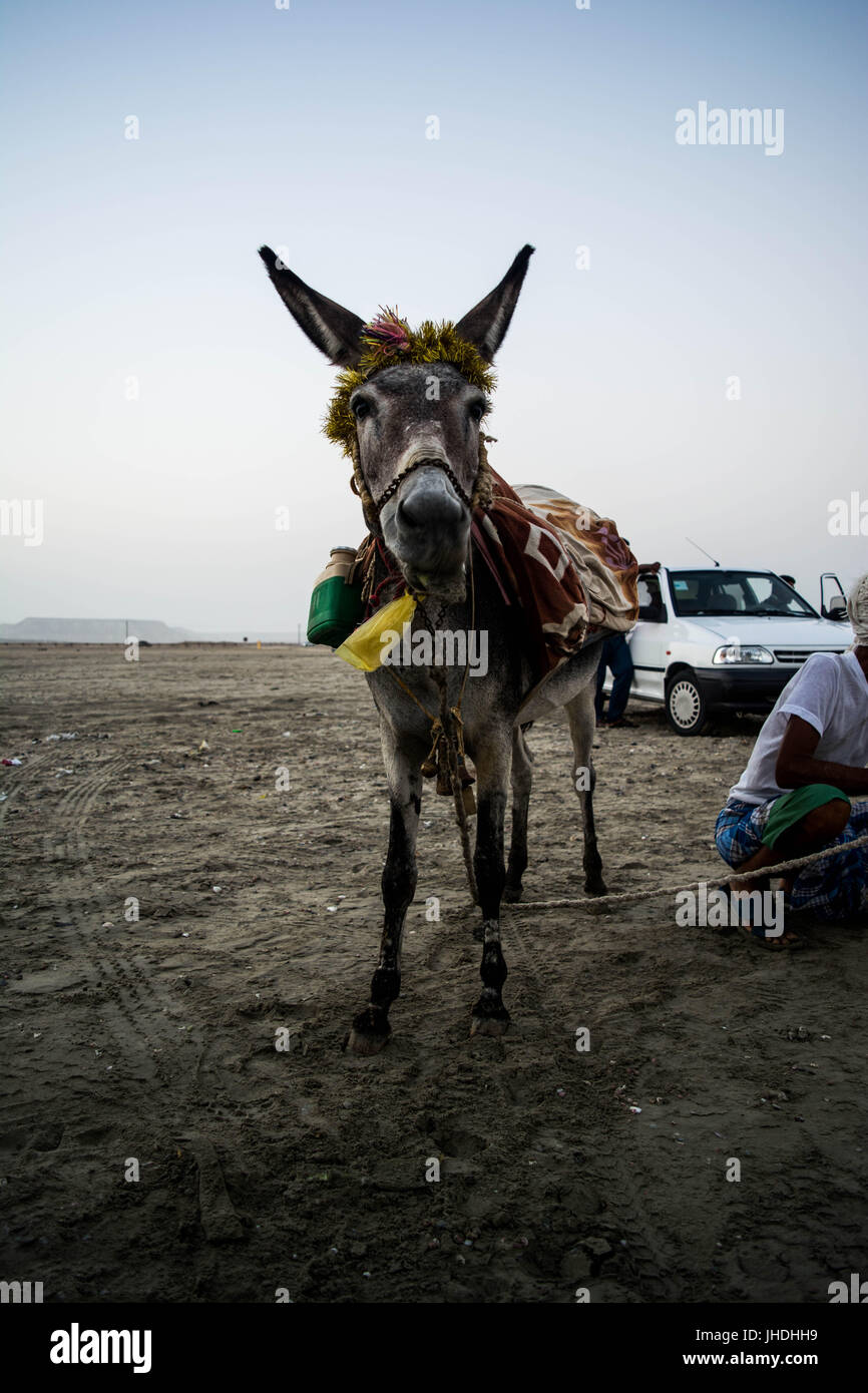 poor donkey in Qeshm island that no one wants to ride him Stock Photo ...