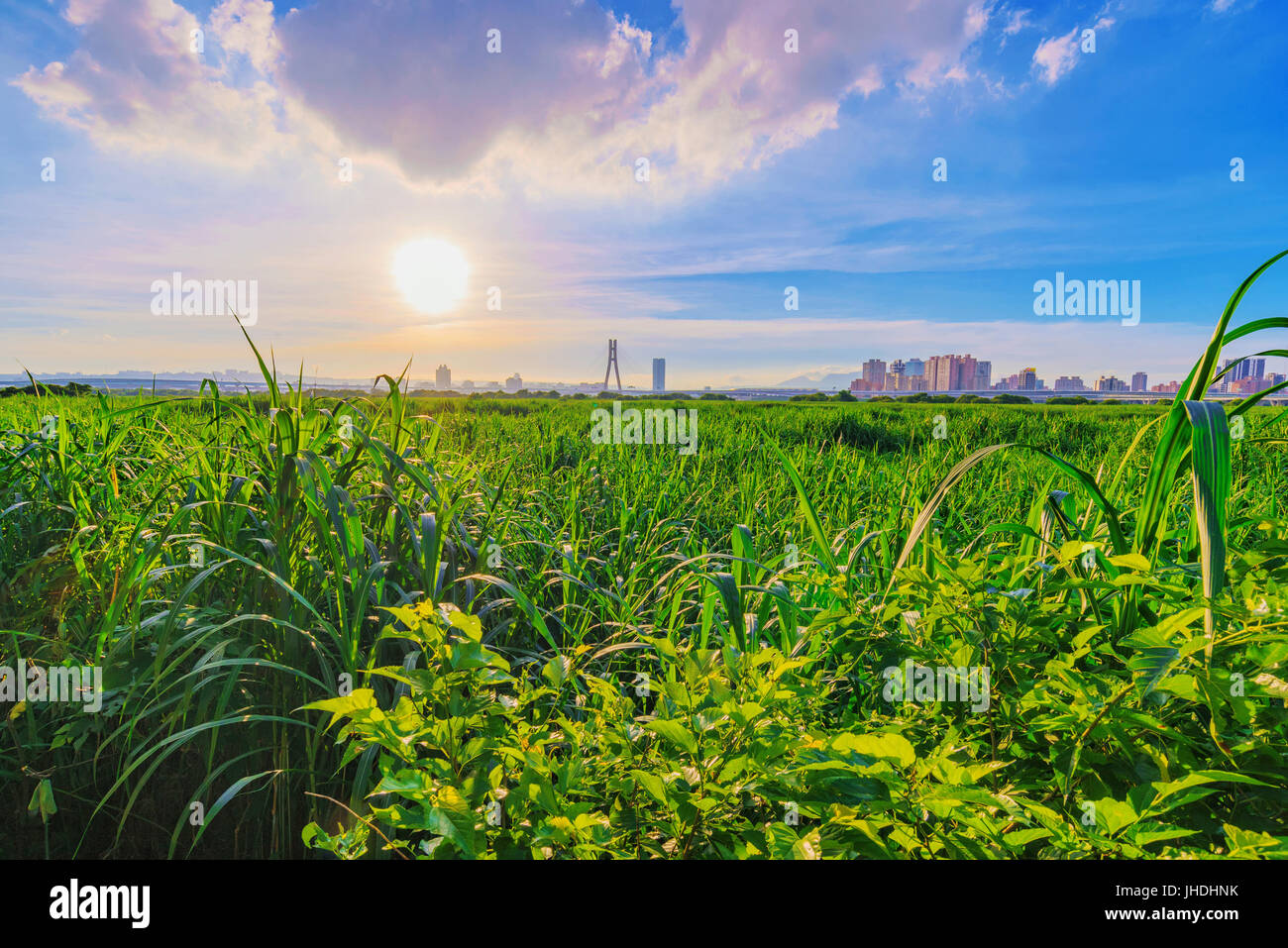 Rural riverside view with grassland and sunset in Taipei Stock Photo ...
