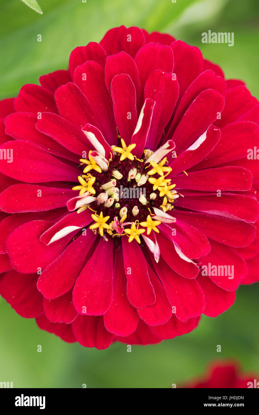 Zinnia elegans benarys giant deep red hi-res stock photography and ...