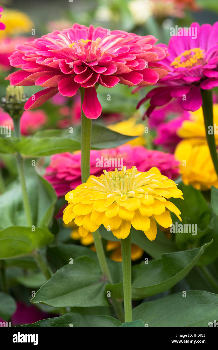 Zinnia hybrid flower garden High Resolution Stock Photography and ...