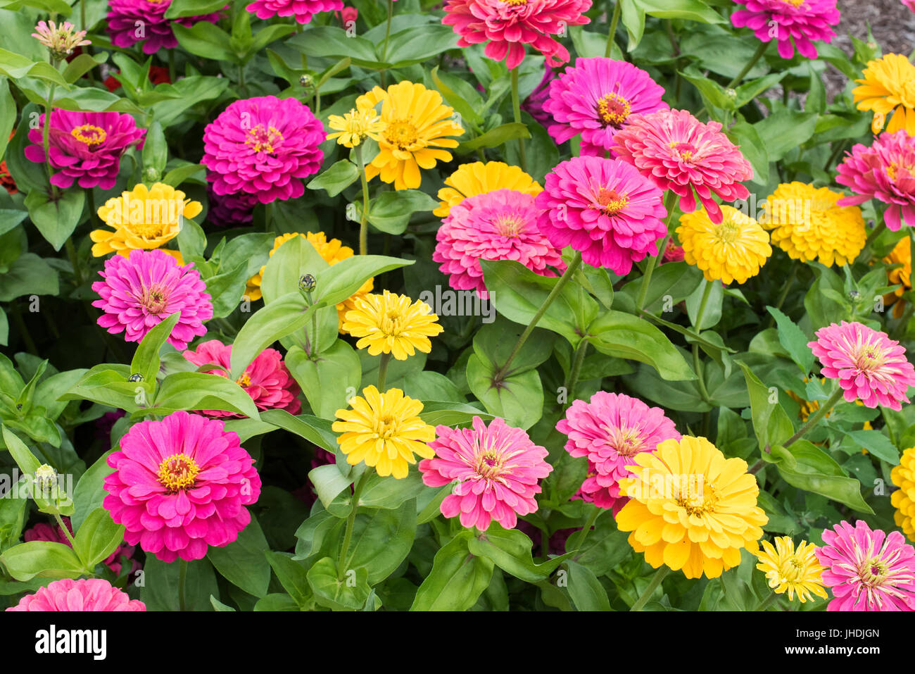 Zinnia hybrida. Zinnia elegans 'Sunshine mix' flowers Stock Photo - Alamy