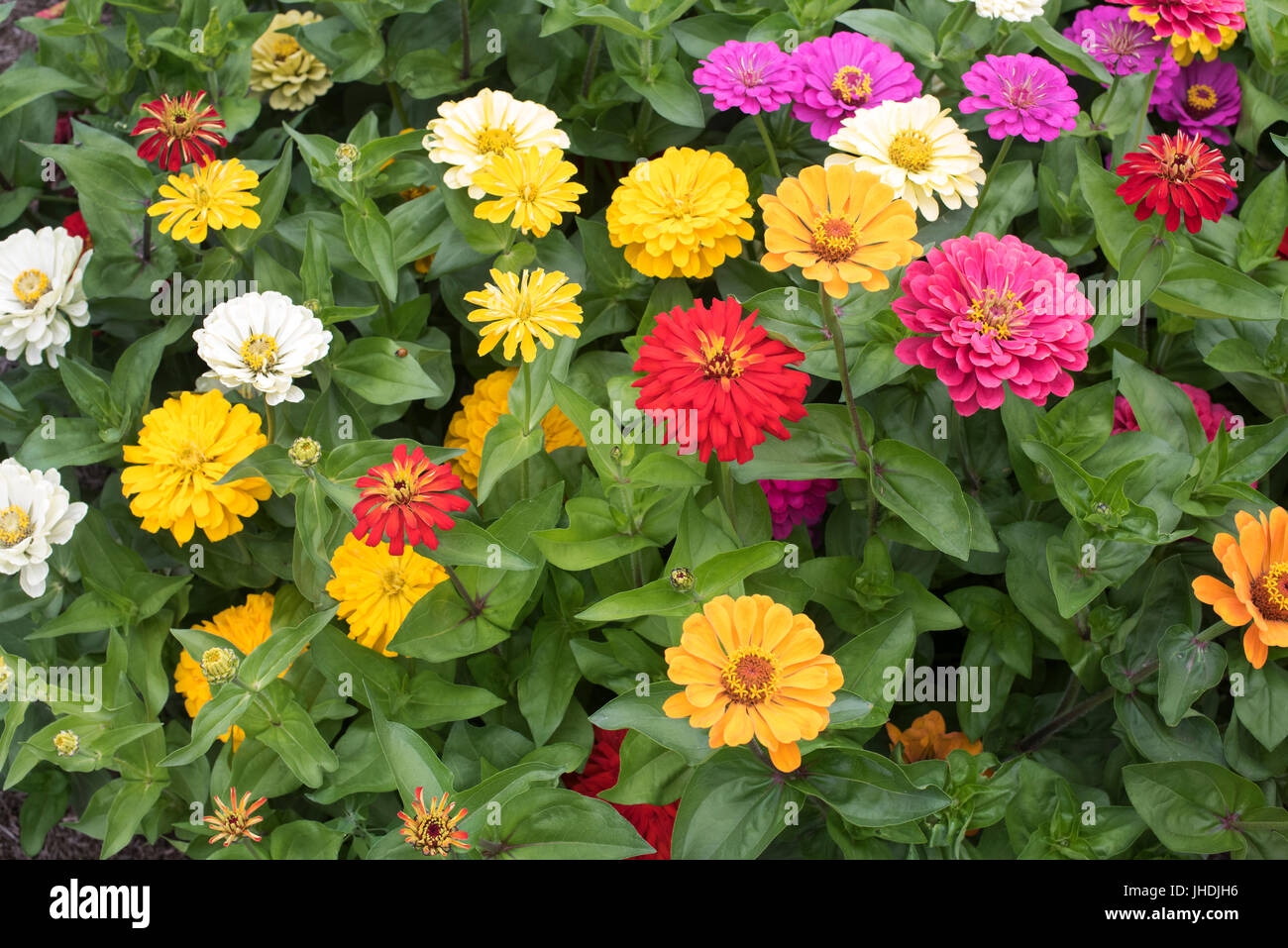Zinnia Hybrida High Resolution Stock Photography and Images - Alamy