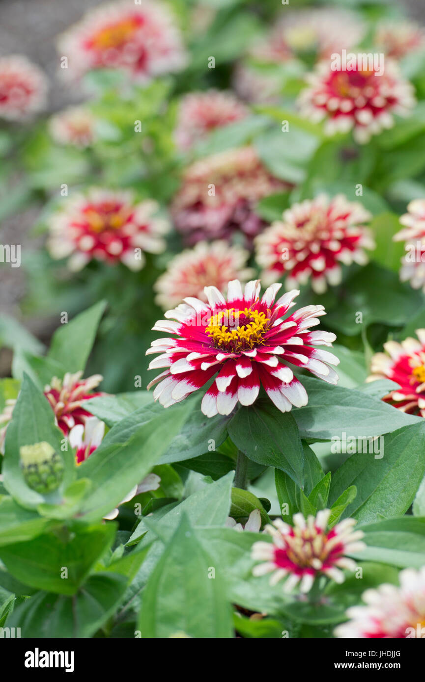 Swizzle series hi-res stock photography and images - Alamy