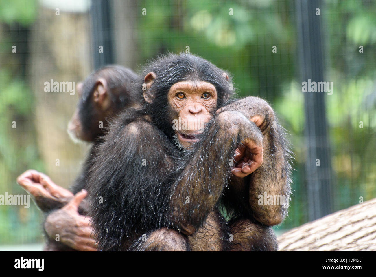 Man Chimp High Resolution Stock Photography and Images - Alamy
