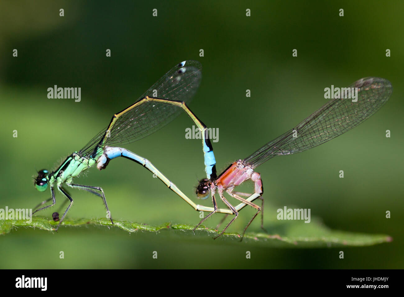 Blue-tailed Damselfly (Ischnura elegans) Mating Wheel resting on a leaf ...