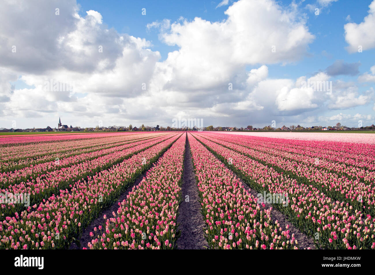 Large field with beautiful pink tulips in spring Stock Photo - Alamy